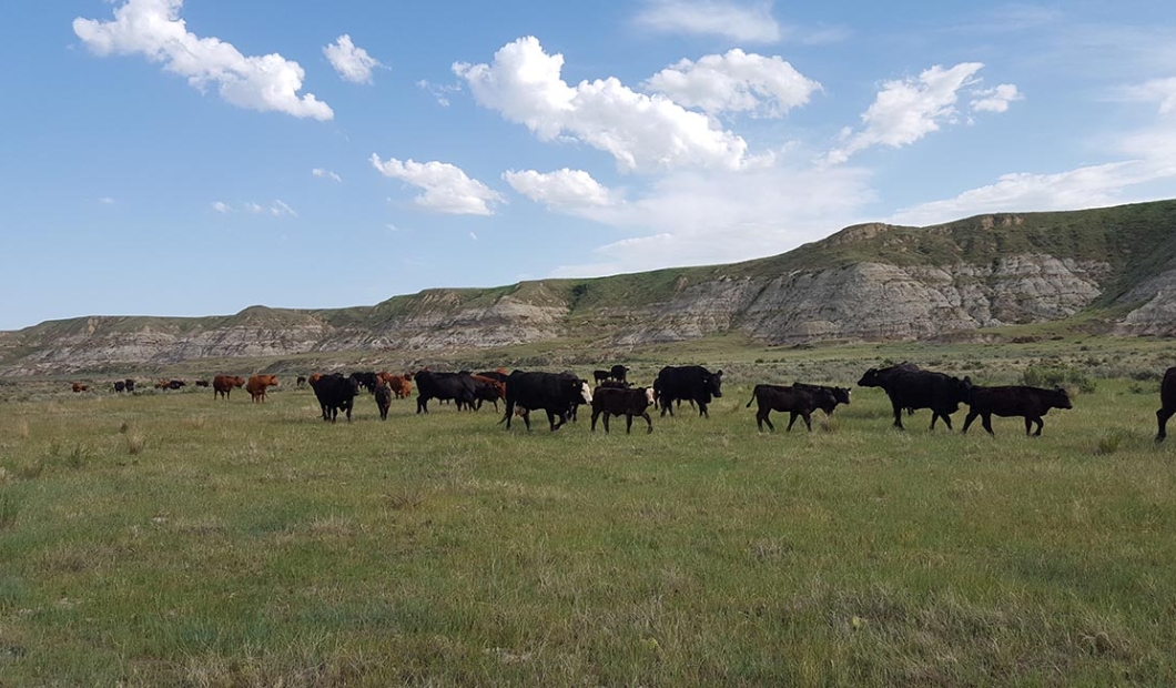 Bulls of the Big Sky Annual Production Cattle Sale